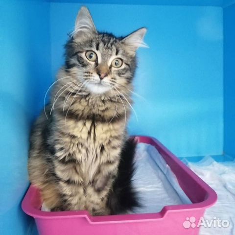 Мини-мейн-кун, котёнок в добрые руки