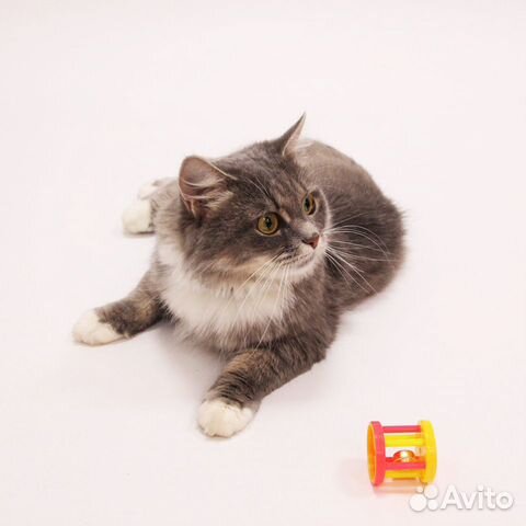 Кошка Муся ищет дом