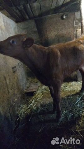 Бычок 6 мес