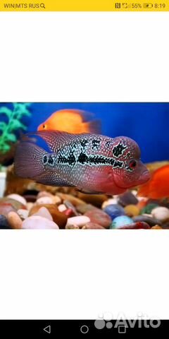 Флавер хорн