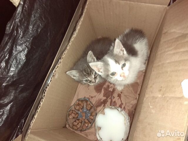 Котята найдёныши