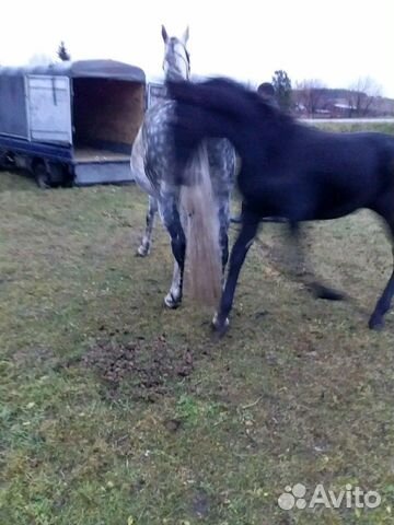 Продам жеребенка