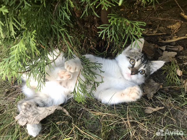 Котёнок Кит-кат