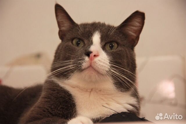 Котик Капитан Грей