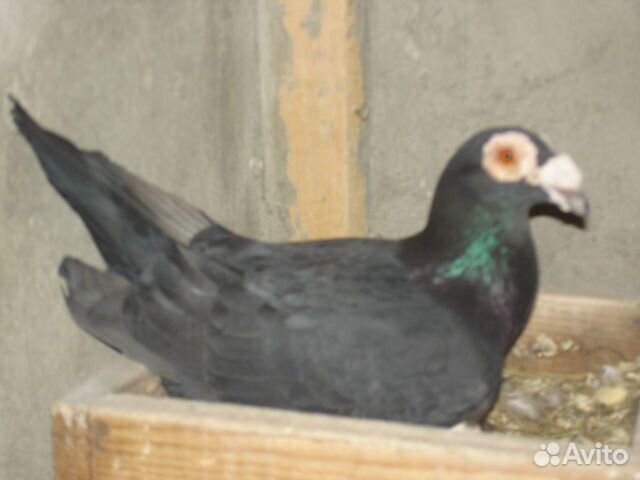 Голуби Драконы