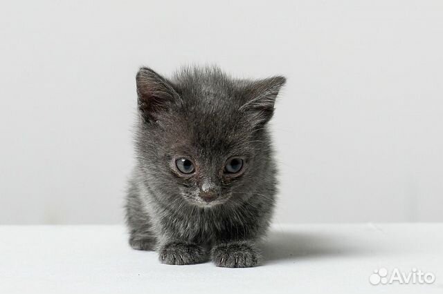 Котенок 2 месяца