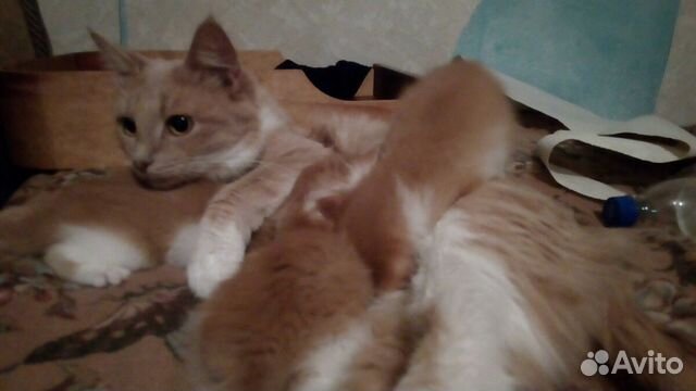 Котята