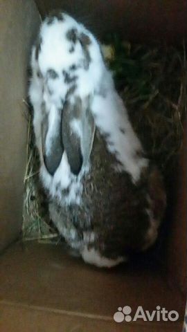 Кролики на племя