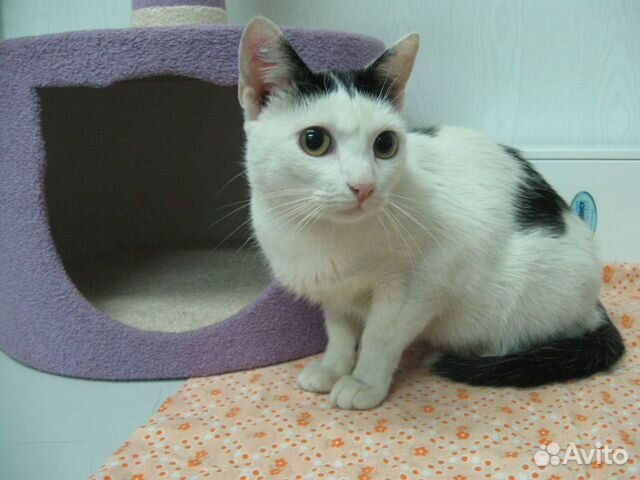 Миниатюрная кошечка Ксюша ищет хозяев