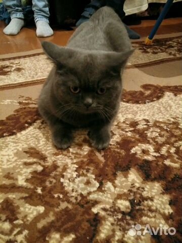 Вязка с британским котом