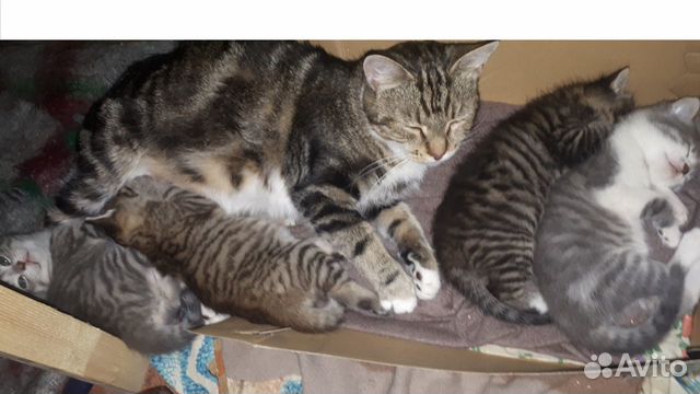 Котята бесплатно