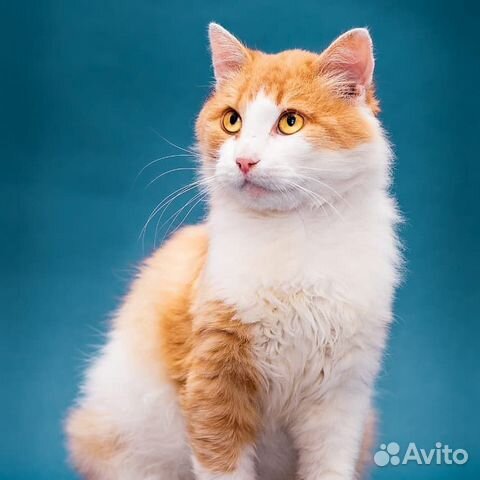 Котик Марсель