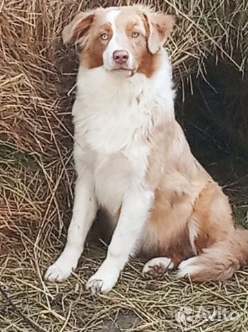 Щенки аусси- австралийская овчарка
