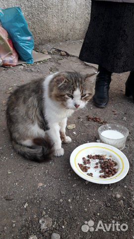 Стёпа хочет домой
