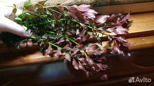 Криптокарина Петча, тайланский папоротник, валисне