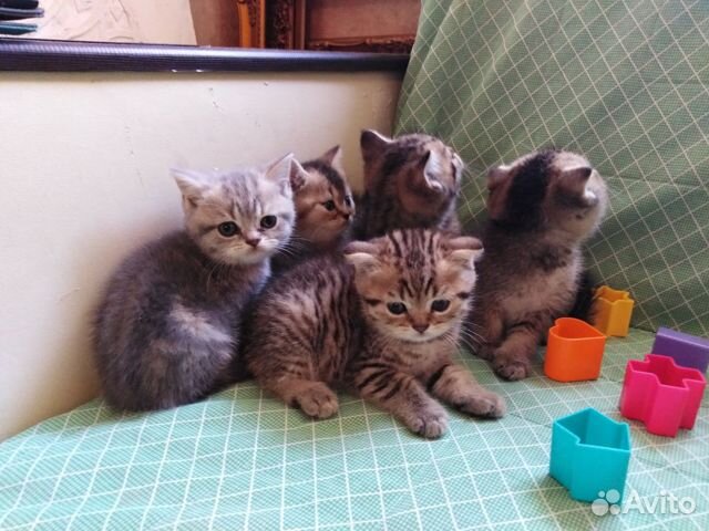 Шотландские котята