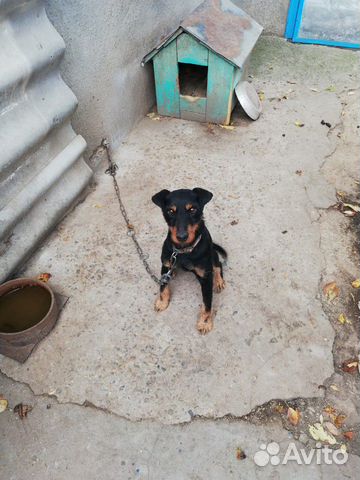 Продаю собаку, кобель 3 года
