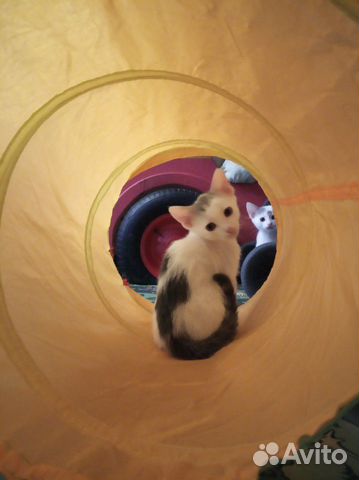 Котята приносящие счастье