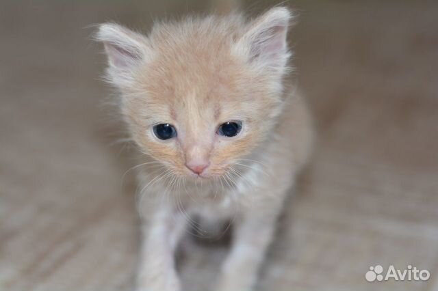 Котенок в добрые руки