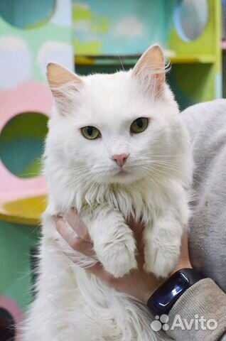 Котик ищет дом