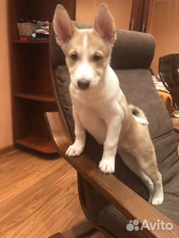 Западно-сибирская лайка