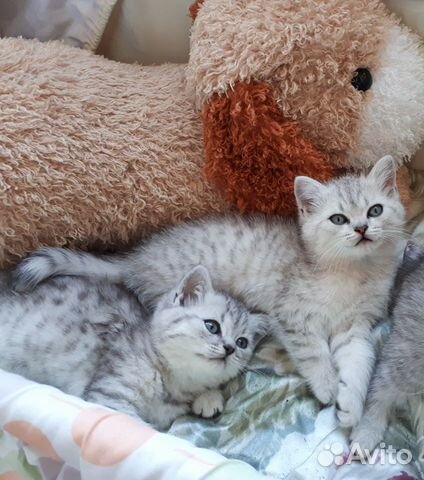 Веселые котята шотландской породы