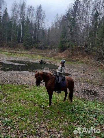 Лошадь хобби класса