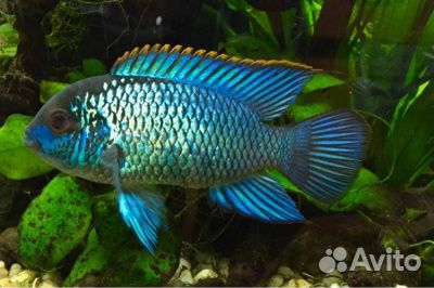 Наннакара неоновая