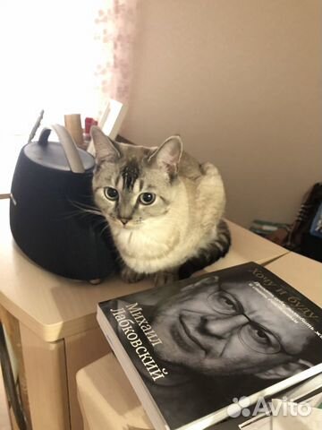 Кошка Оливия