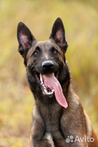 Молодой кобель Малинуа - пристройство