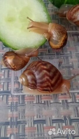 Ахатины, 2 см