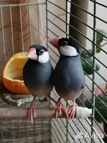 Продаю птенцов рисовых амадин