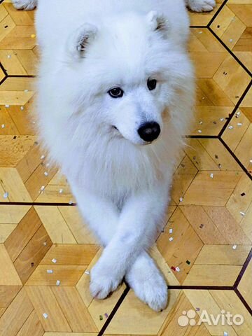 Самоед кобель Вязка
