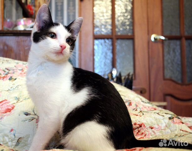 Кошечки в добрые руки