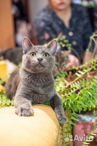 Жорик-крупный красивый котенок благородного окраса