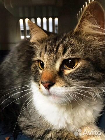 Котик Леон в добрые руки