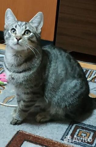 Котик Никифор