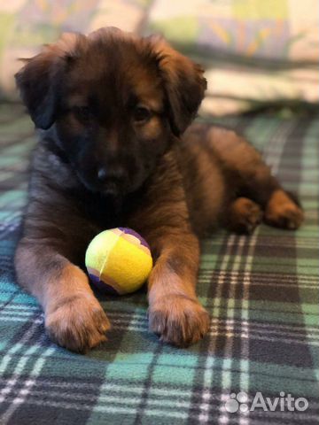 Шикарный парень Крош ищет дом