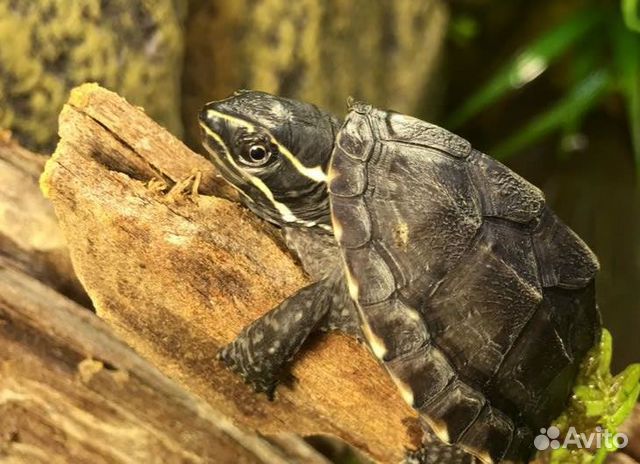 Мускусная черепаха