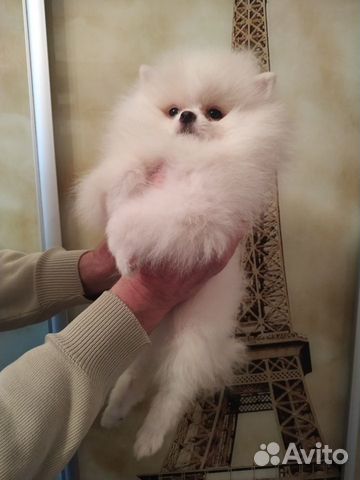 Продаю клубных щенков шпица