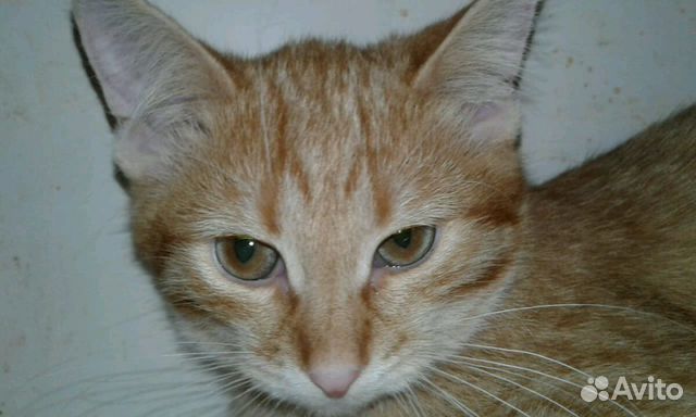 Рыжик в добрые руки