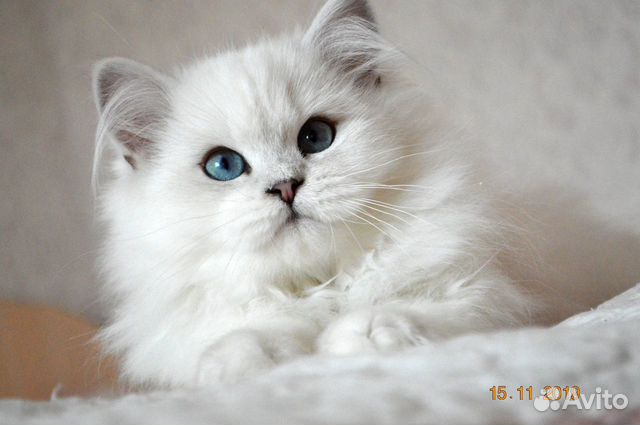 Длинношёрстный котик