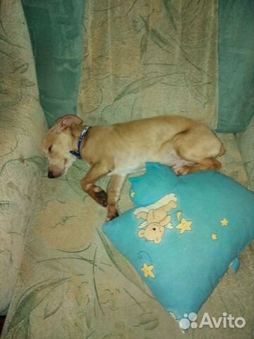 В очень добрые руки