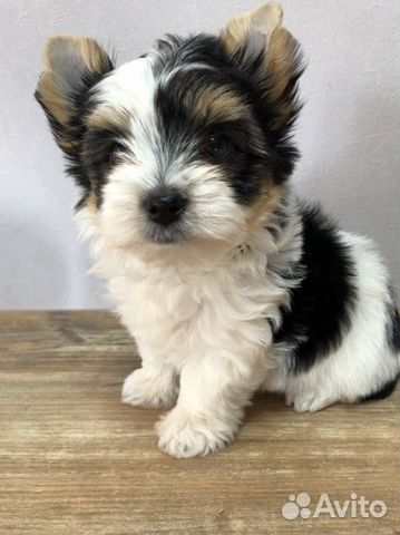 Кукольный Бивер