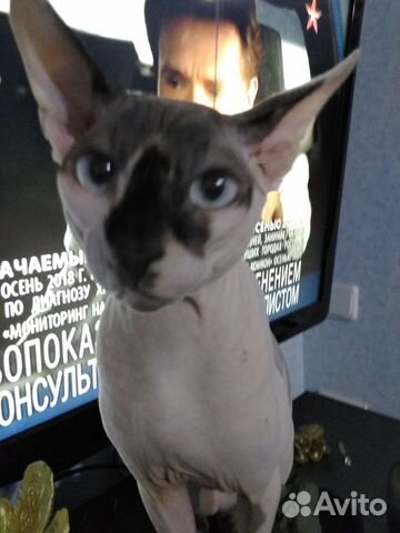 Канадский сфинкс мальчик