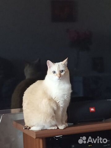 Кошка