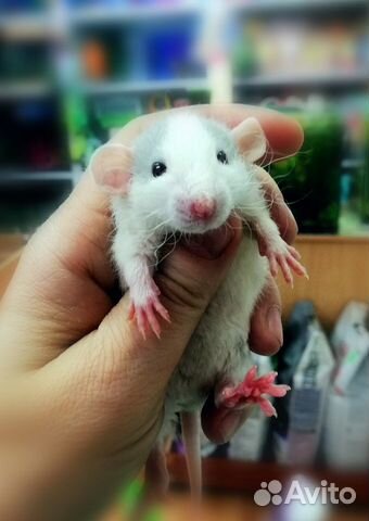 Крысятки: стандарт, рэкс и дамбо-рэкс