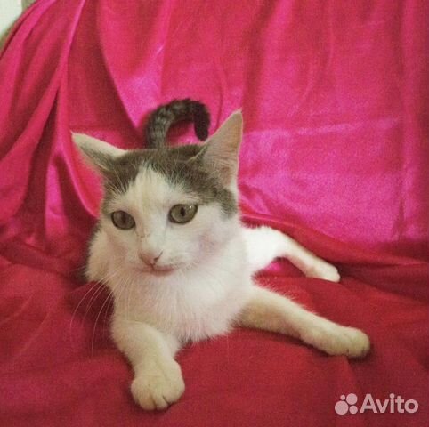 Кошка в платочке - простая русская красавица (кошк