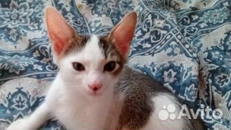 Пират - котик ищет семью