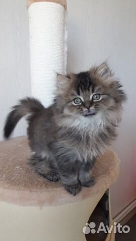 Шотландский домовенок